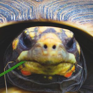 Cotorrita del Sol (Aratinga solstitialis) | Mon Animal