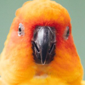 Cotorrita del Sol (Aratinga solstitialis) | Mon Animal