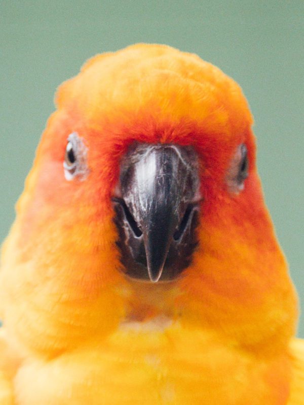 Tu tienda de mascotas en Barcelona | Monanimal