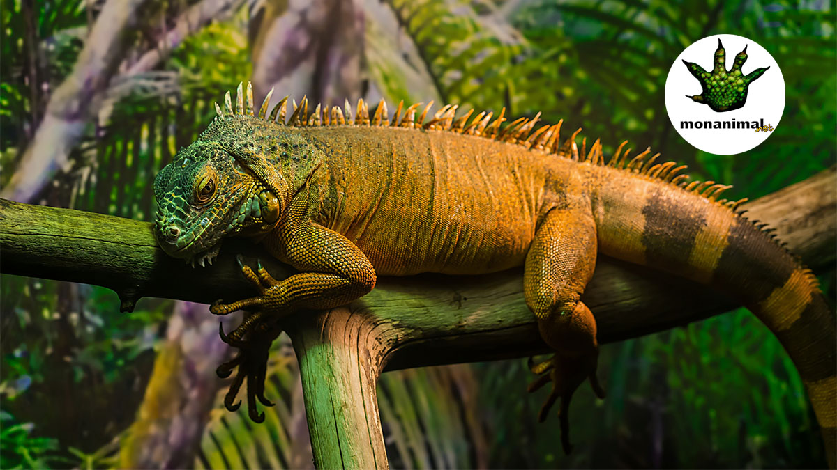 MARINA LED KIT ACUARIO 5G 20litros | Mon Animal