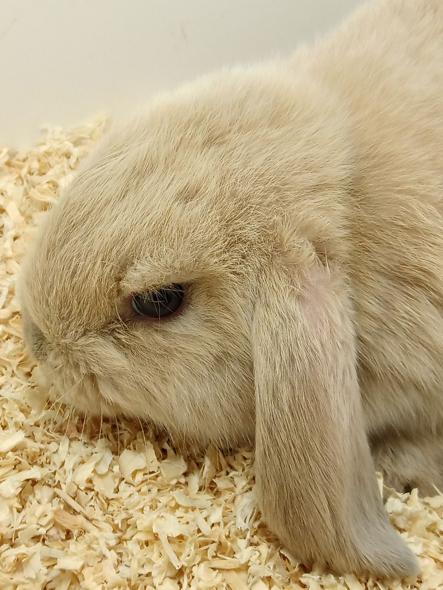 Conejo Belier Mini Loop Marrón Claro Macho | Mon Animal