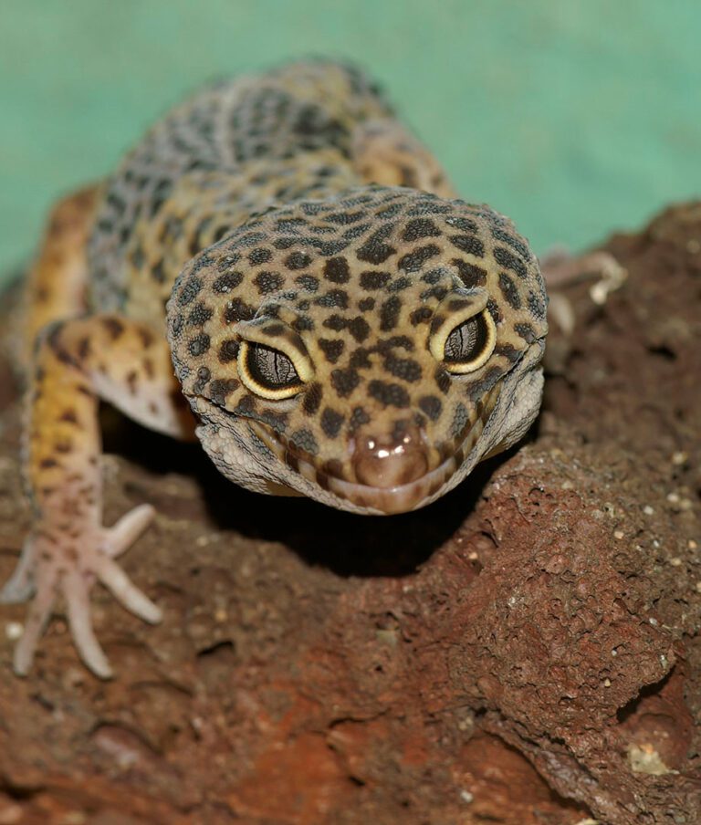 Gecko Leopardo (Eublepharis macularius) | Mon Animal