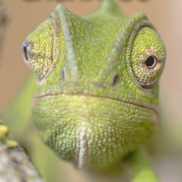 Cotorrita del Sol (Aratinga solstitialis) | Mon Animal