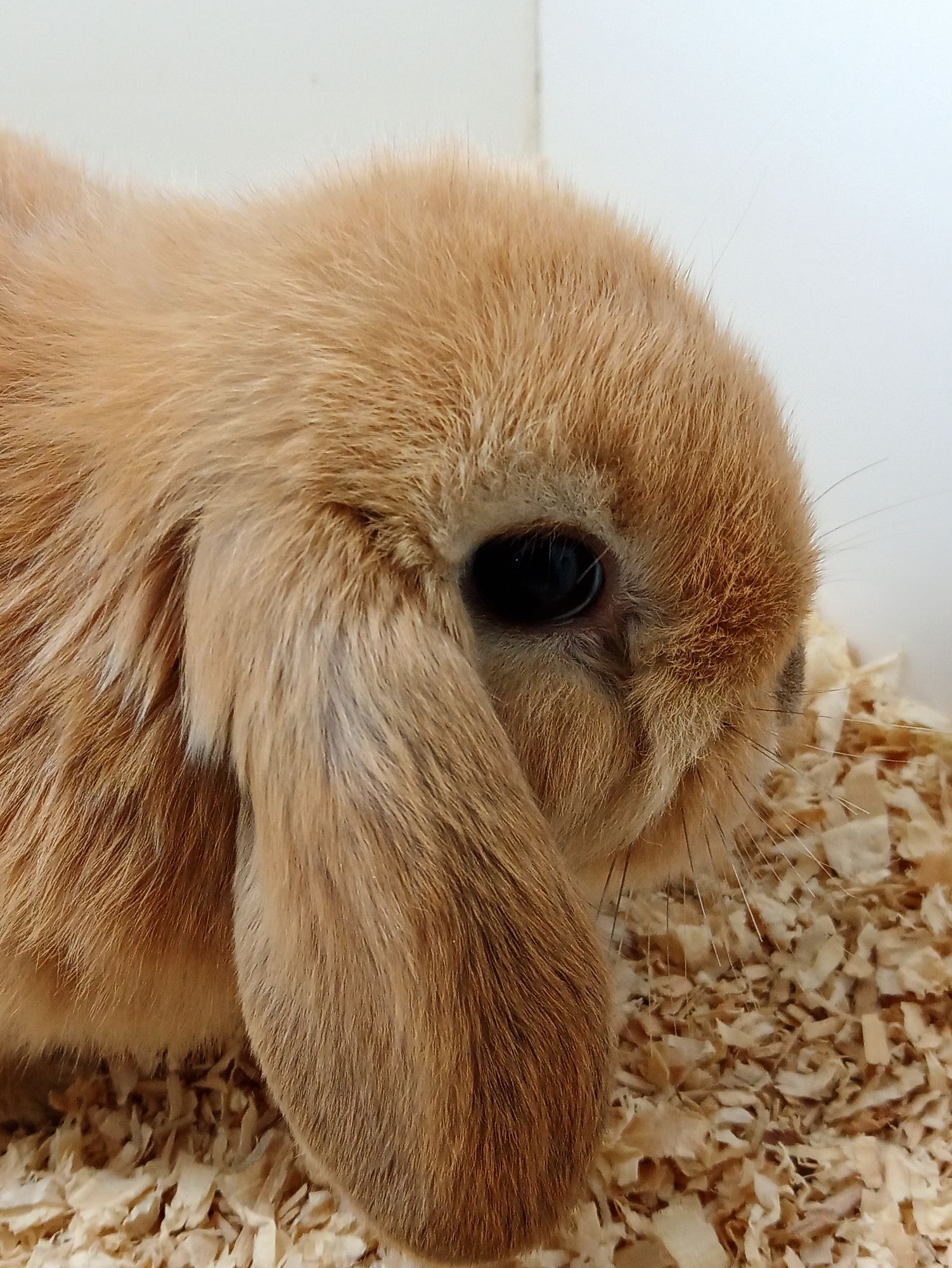 Conejo Belier Mini Loop Azul Pies Blancos Macho | Mon Animal