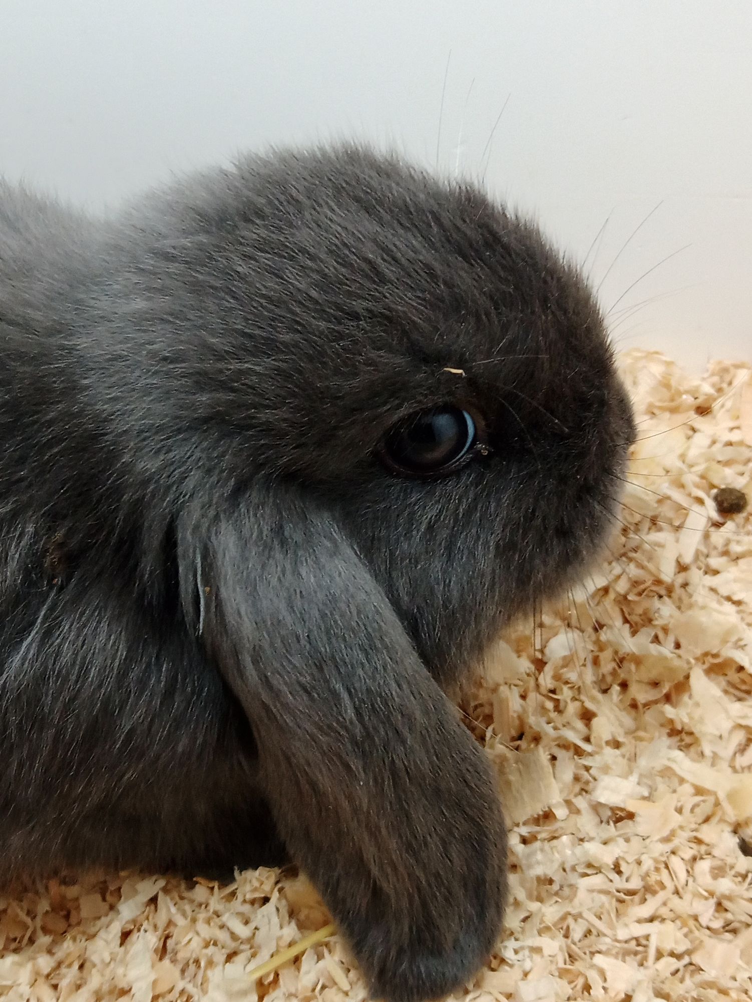 Conejo Belier Mini Loop Dorado y Blanco Hembra | Mon Animal