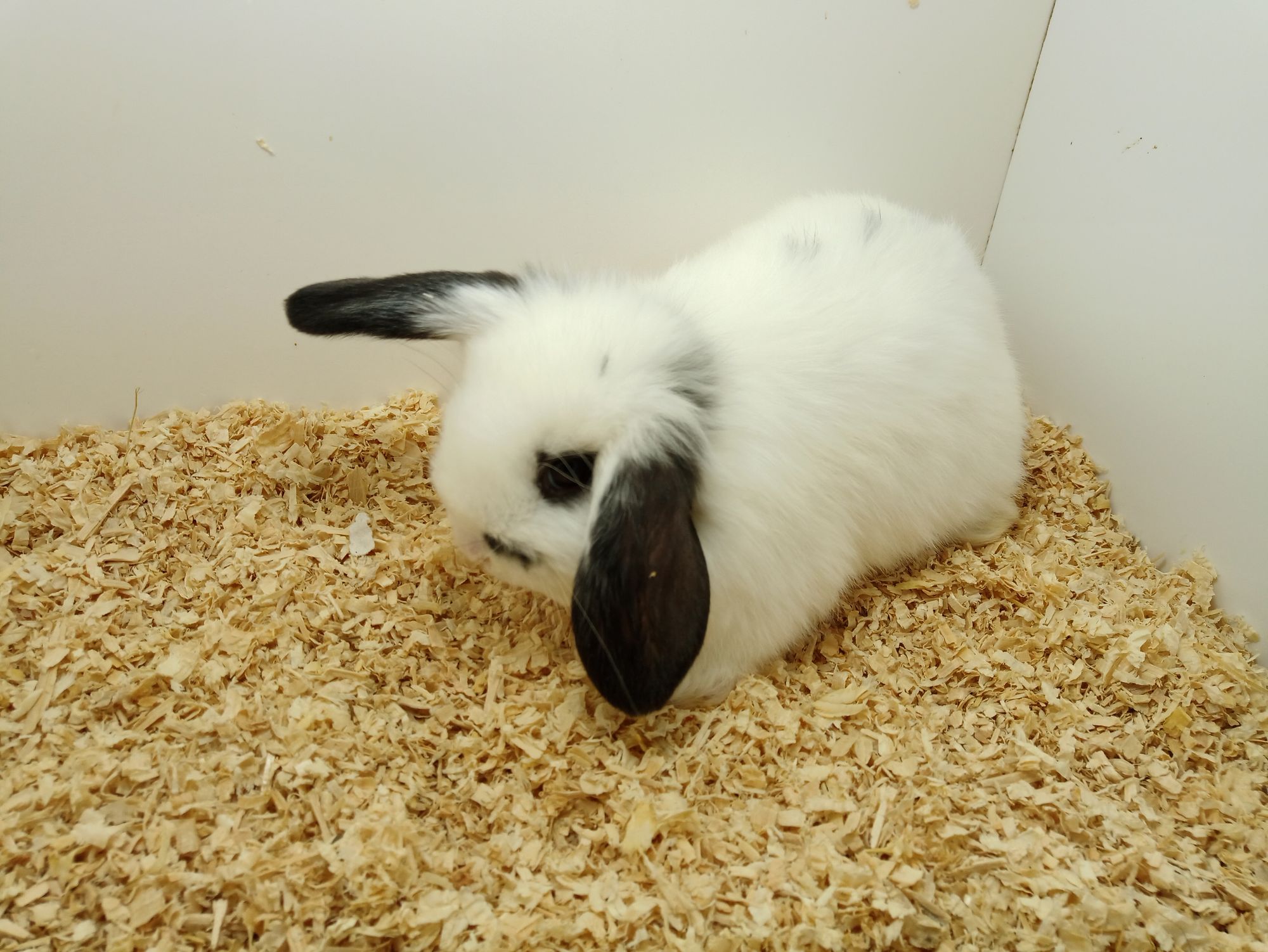 Conejo Belier Mini Loop Beige Macho | Mon Animal