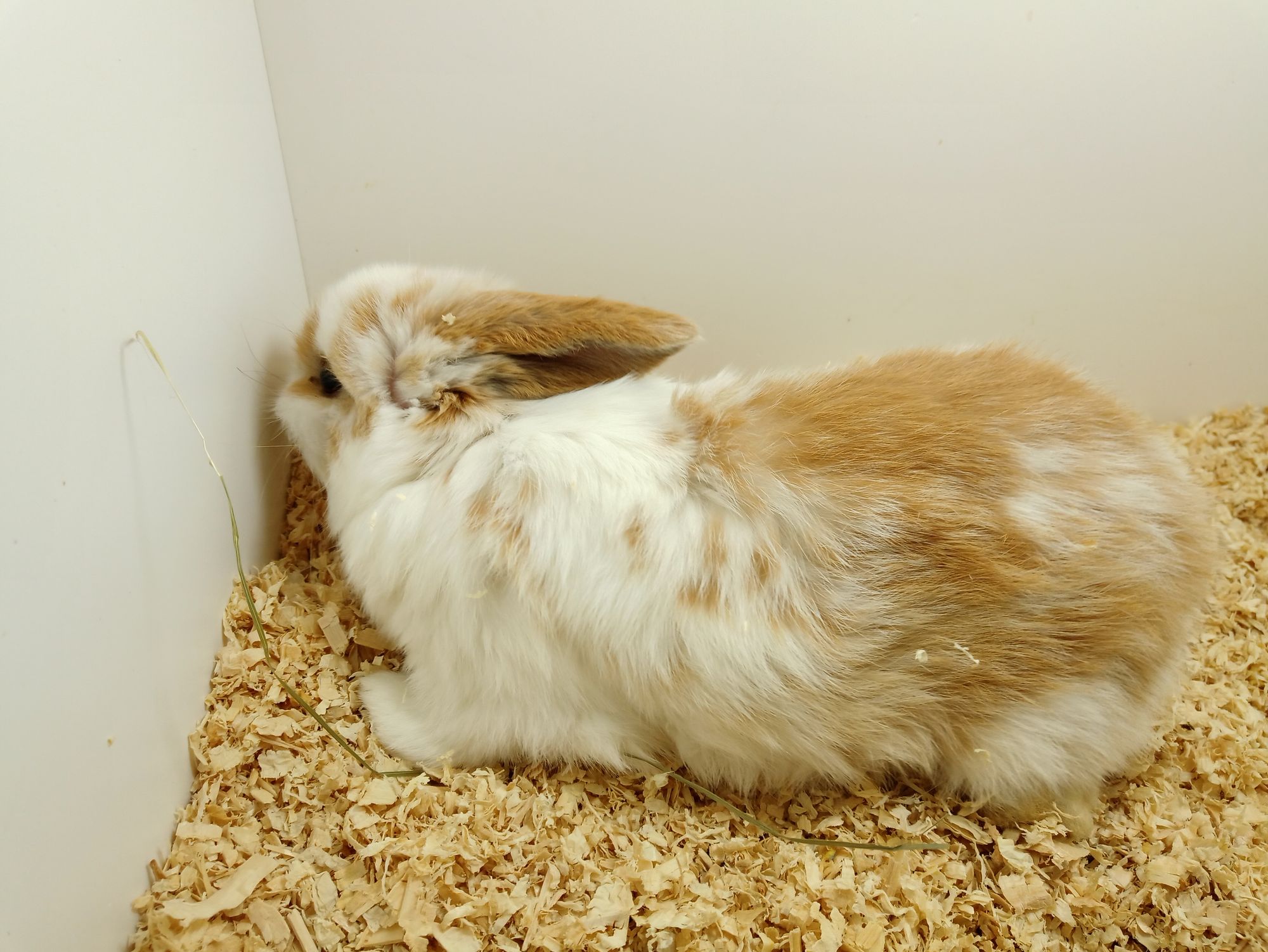 Conejo Belier Mini Loop Dorado y Blanco Hembra | Mon Animal