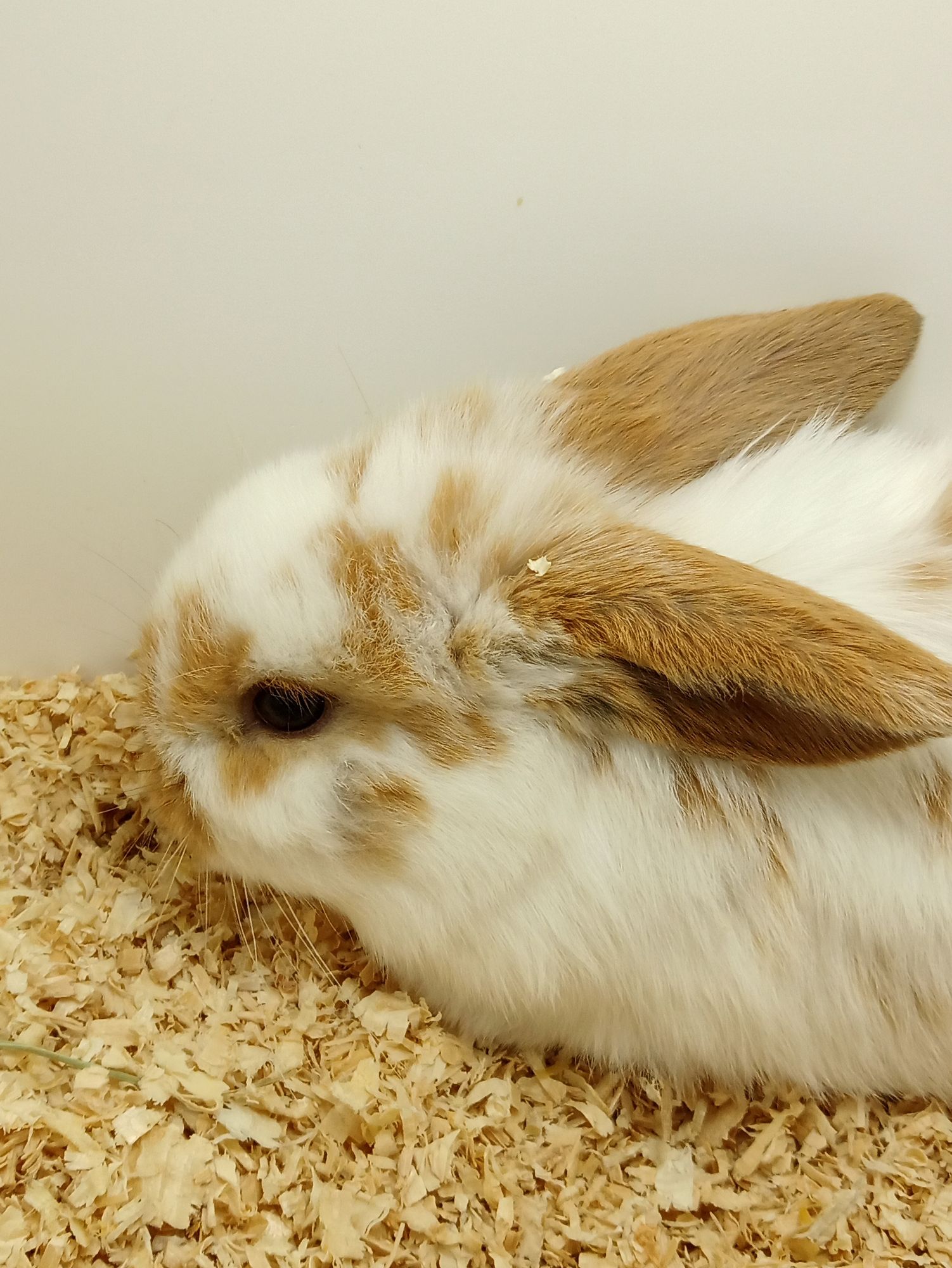 Conejo Belier Mini Loop Dorado y Blanco Hembra | Mon Animal