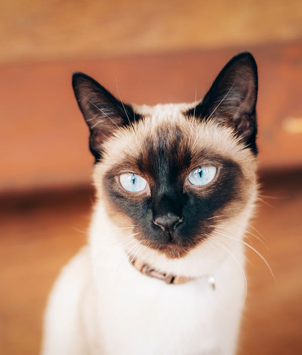 El gato siamés: historia, cuidados y consejos esenciales | Mon Animal