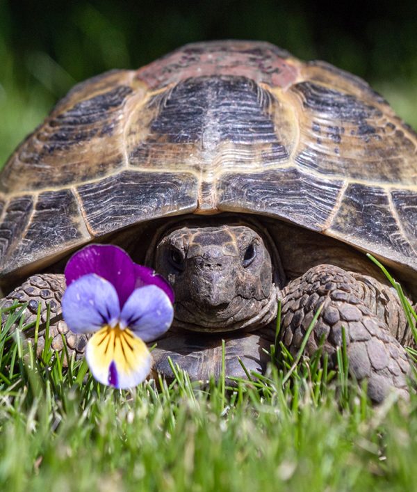 Tortuga Rusa: cuidados, alimentación y entorno | Monanimal